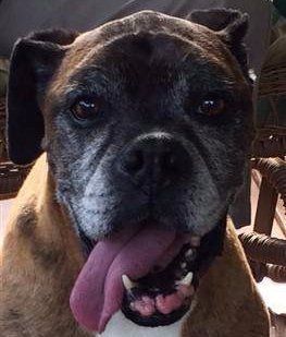 Senior Boxer Dog Care
