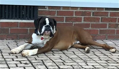 Boxer Dog Winter Care