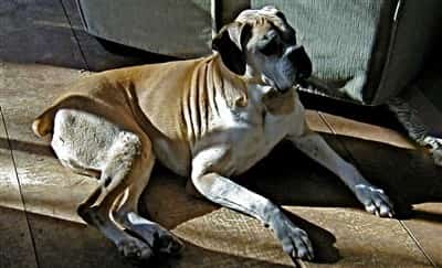 Boxer Dog Degenerative Myelopathy