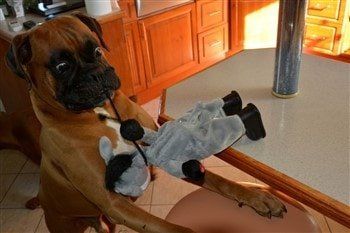 Boxer Dog Protection Training | IPO