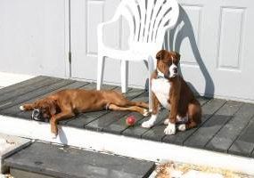 Life Span of the Boxer Dog | Boxer Information Center
