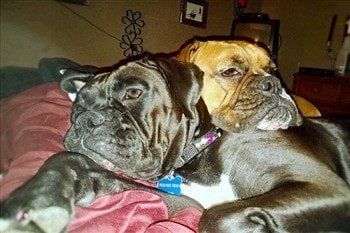Boxer Dog Colors | The Boxer Dog Information Center