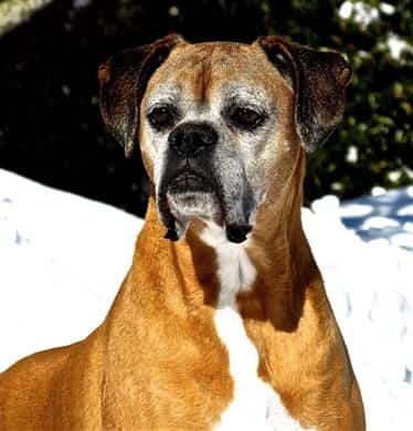 Boxer Dog Degenerative Myelopathy