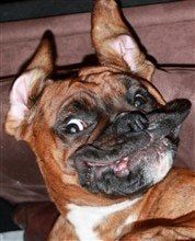 Boxer Dog Appearance | Puppy Through Adult
