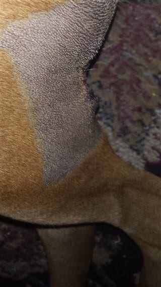 Boxer Dog Mast Cell Tumors