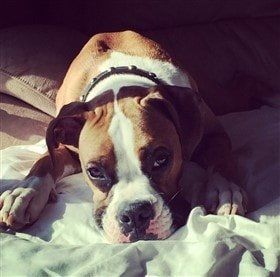 Boxer Dog Appearance | Puppy Through Adult
