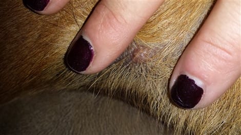 Boxer Dog Mast Cell Tumors