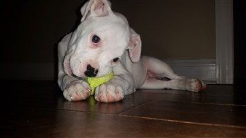 White Boxer Dogs | Boxer Dog Information Center