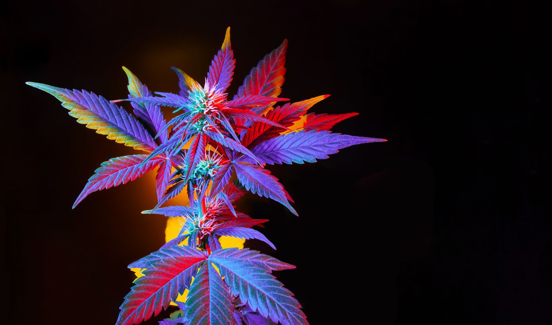 Evergreen Retail | Cannabis in Brockport, NY