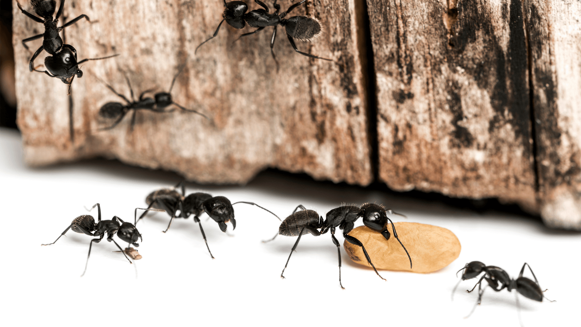 Six Most Common Reasons You Keep Having an Ant Problem in Home