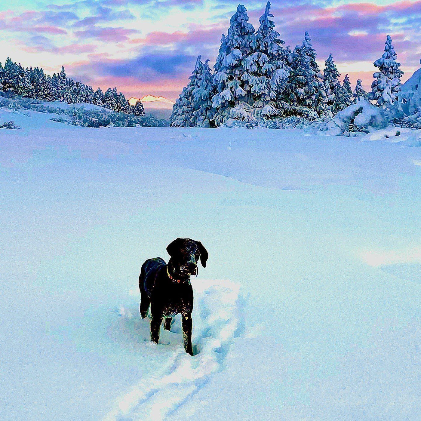 Top Rated Upcoming Litters Service in Pinedale, Wyoming
