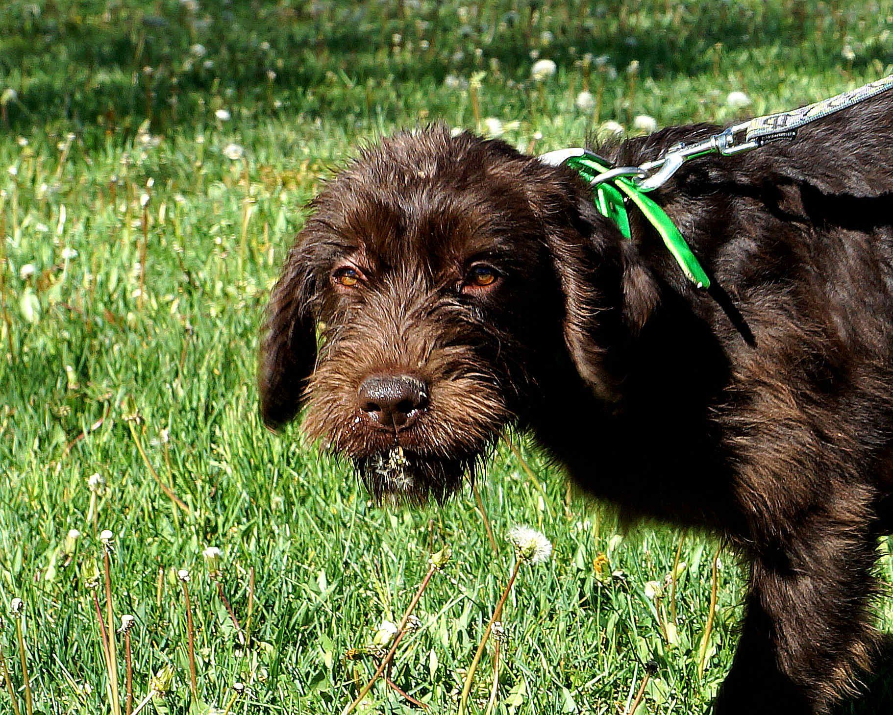 Gunny's German Pudelpointers, LLC - Frita Mari - Pinedale, Wyoming