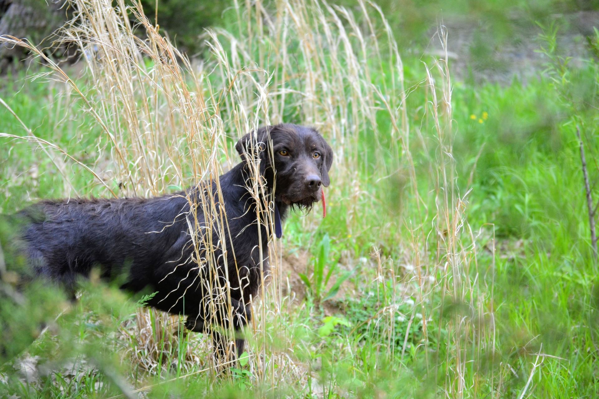 Gunny's German Pudelpointers, LLC - Meet Our Pudelpointers - Pinedale ...