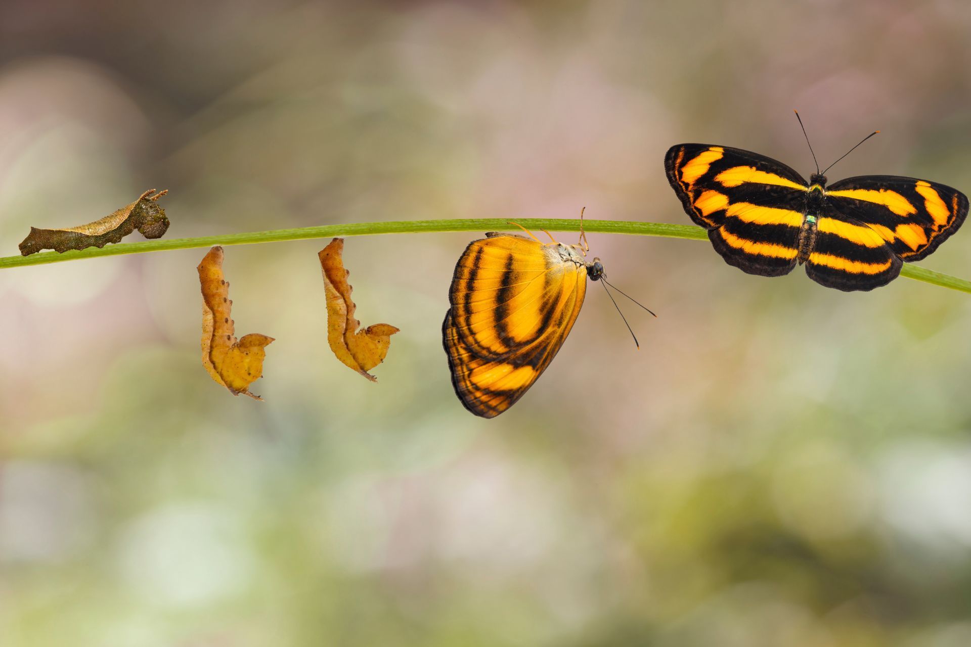 Change Management Strategies for Enterprise Digital Projects to ...
