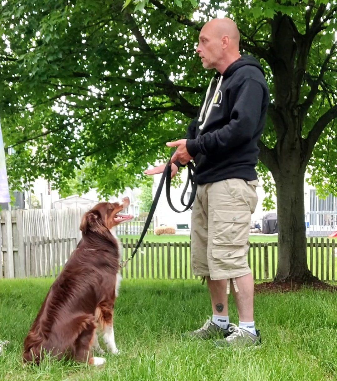Making Man’s Best Friend Better | Home - Wagging Rights Dog Training