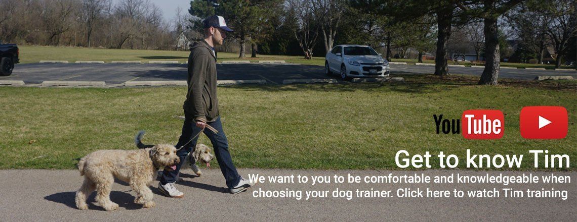 Making Man’s Best Friend Better | Home - Wagging Rights Dog Training