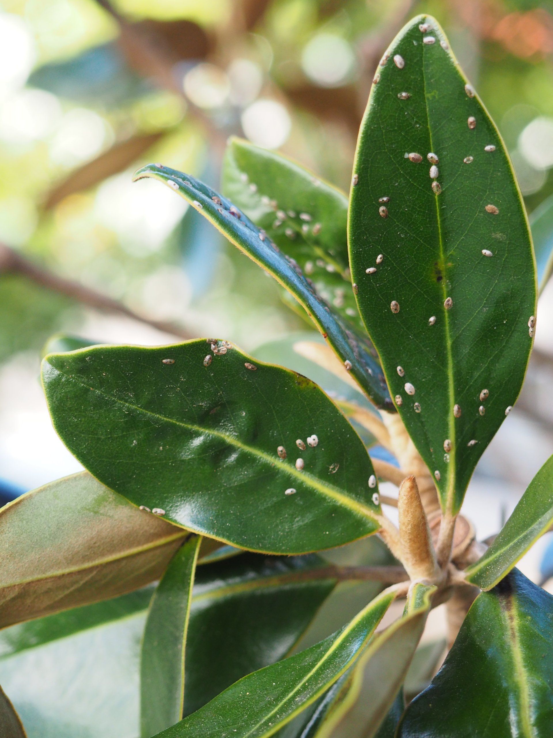 Soil Injection for Trees in Ashgrove and Brisbane