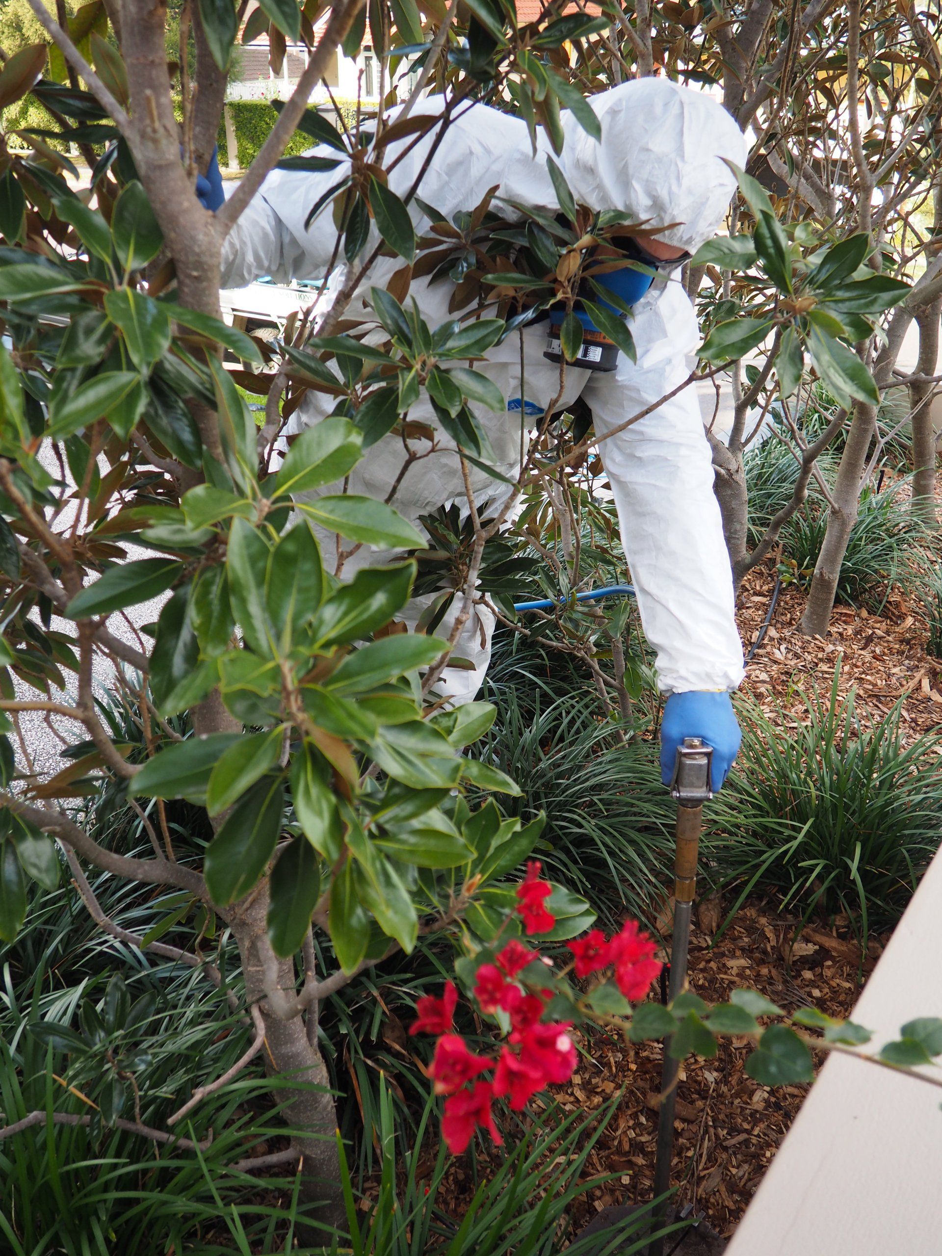 Soil Injection for Trees in Ashgrove and Brisbane