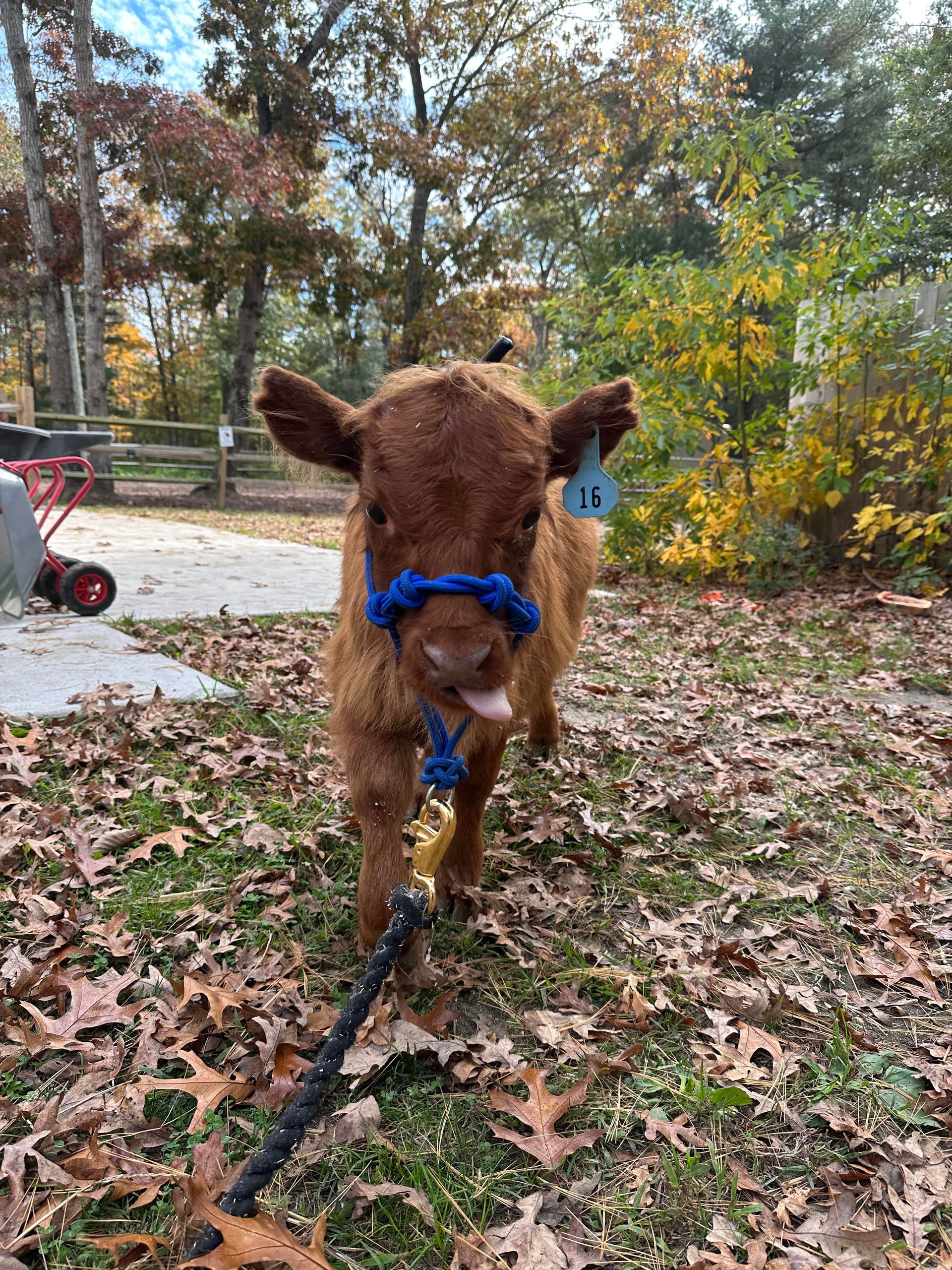 Little Hooves Farm | Animals