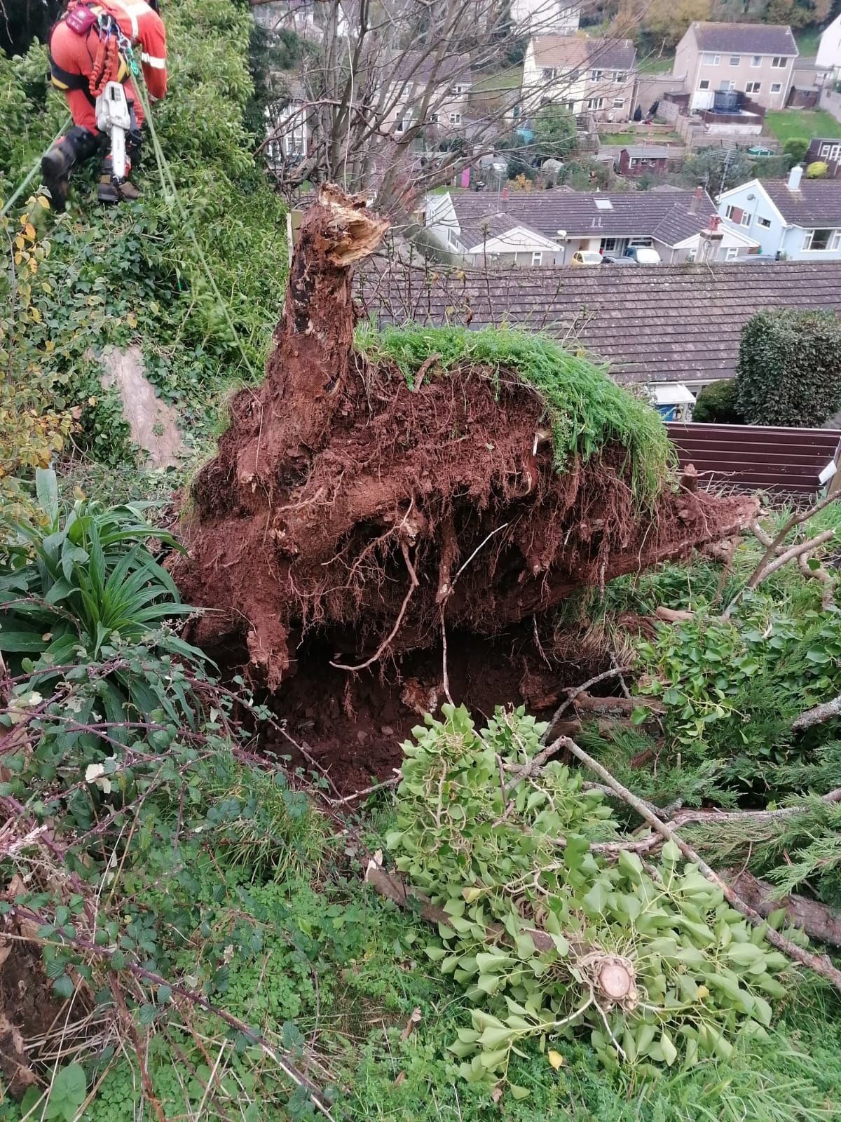 Tree work | Clear View Tree & Hedge Services Limited