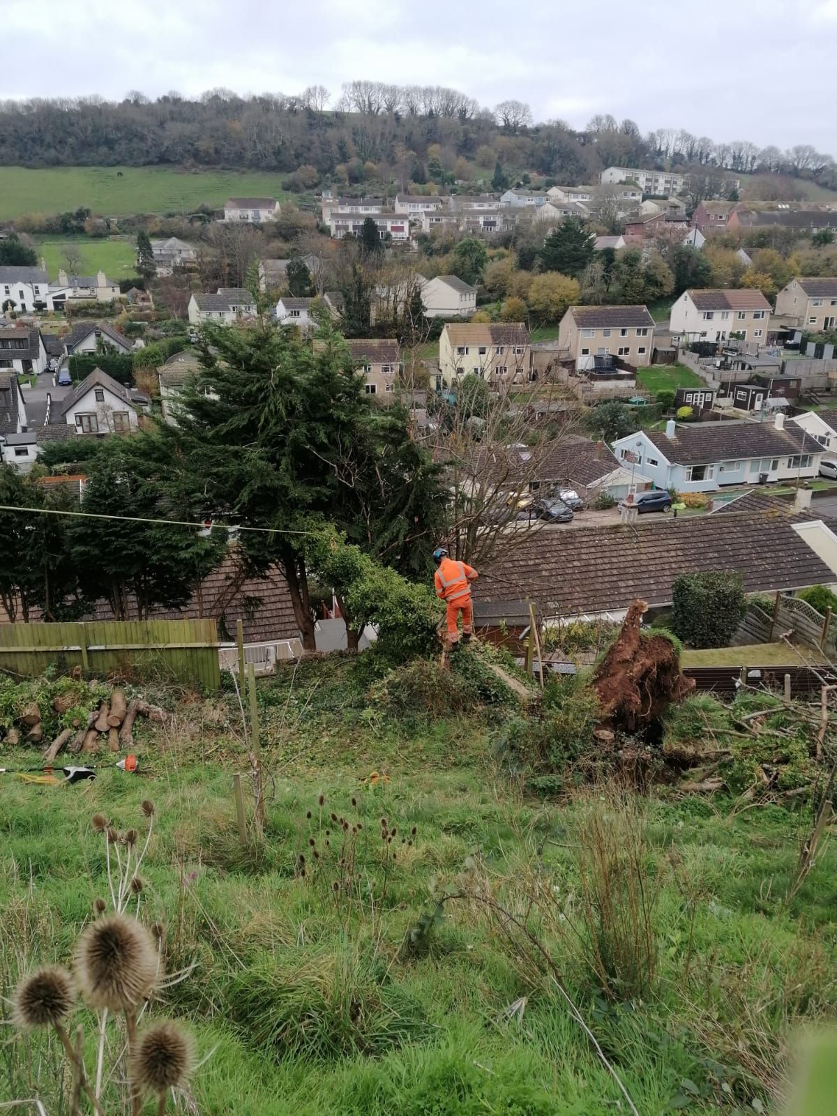 Tree work | Clear View Tree & Hedge Services Limited