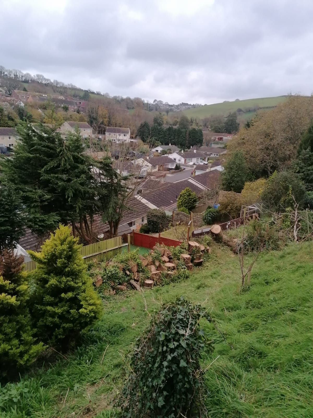Tree work | Clear View Tree & Hedge Services Limited