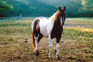 Home | Spencer, TN | Fall Creek Falls Riding Stables