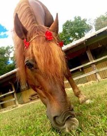 Home | Spencer, TN | Fall Creek Falls Riding Stables