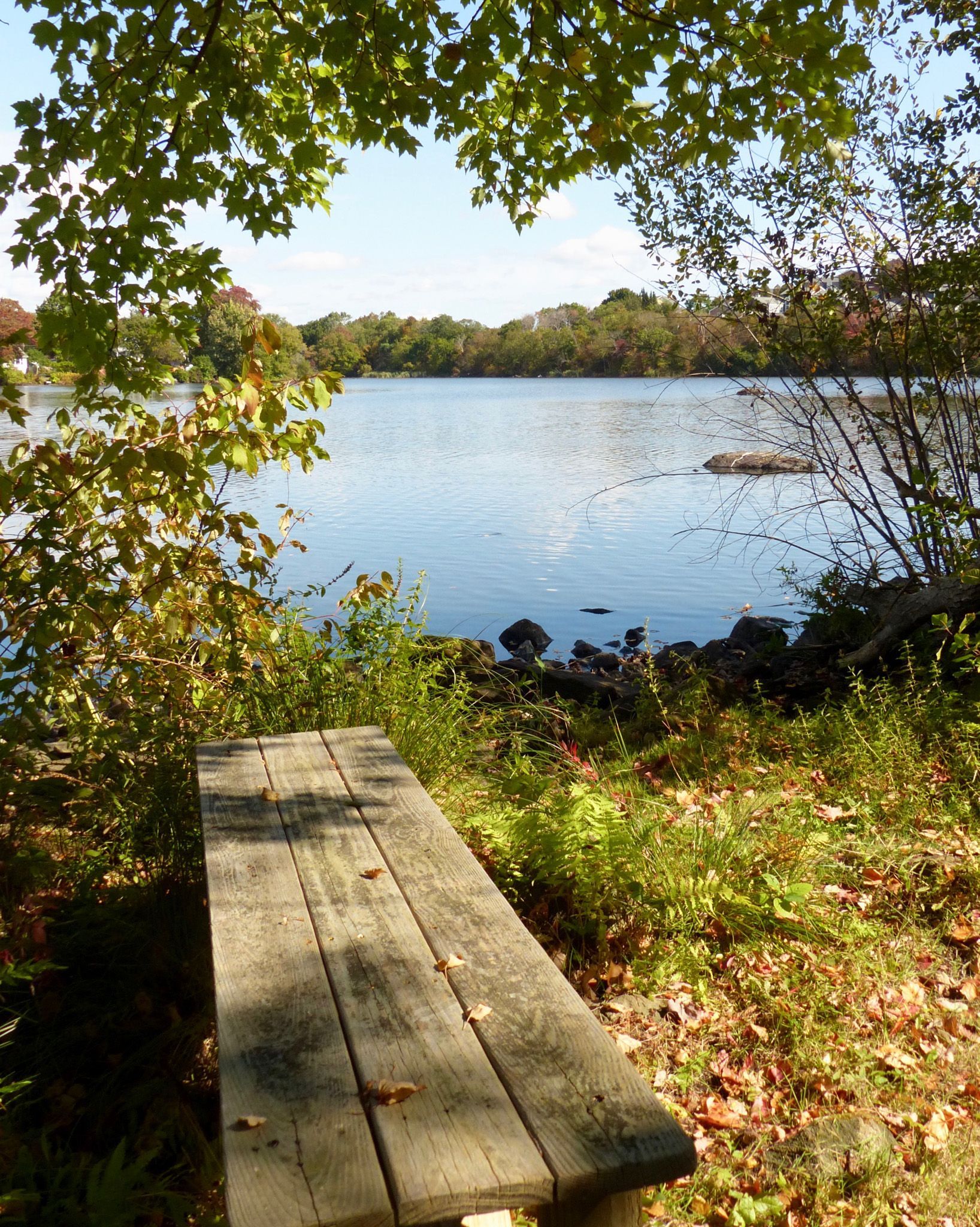 Hardy Pond - The Hardy Ponder - Waltham Land Trust