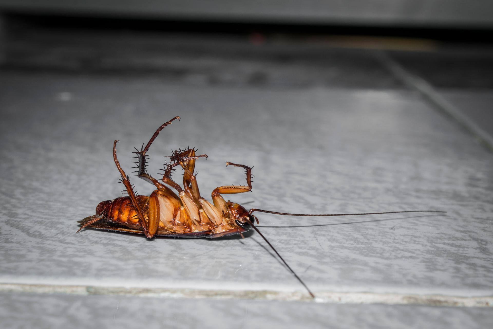 A Comprehensive Guide To Cockroach Removal In Tracy