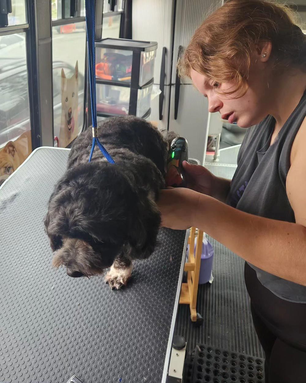 About Anaheim Prancing Pups - Mobile Dog Grooming