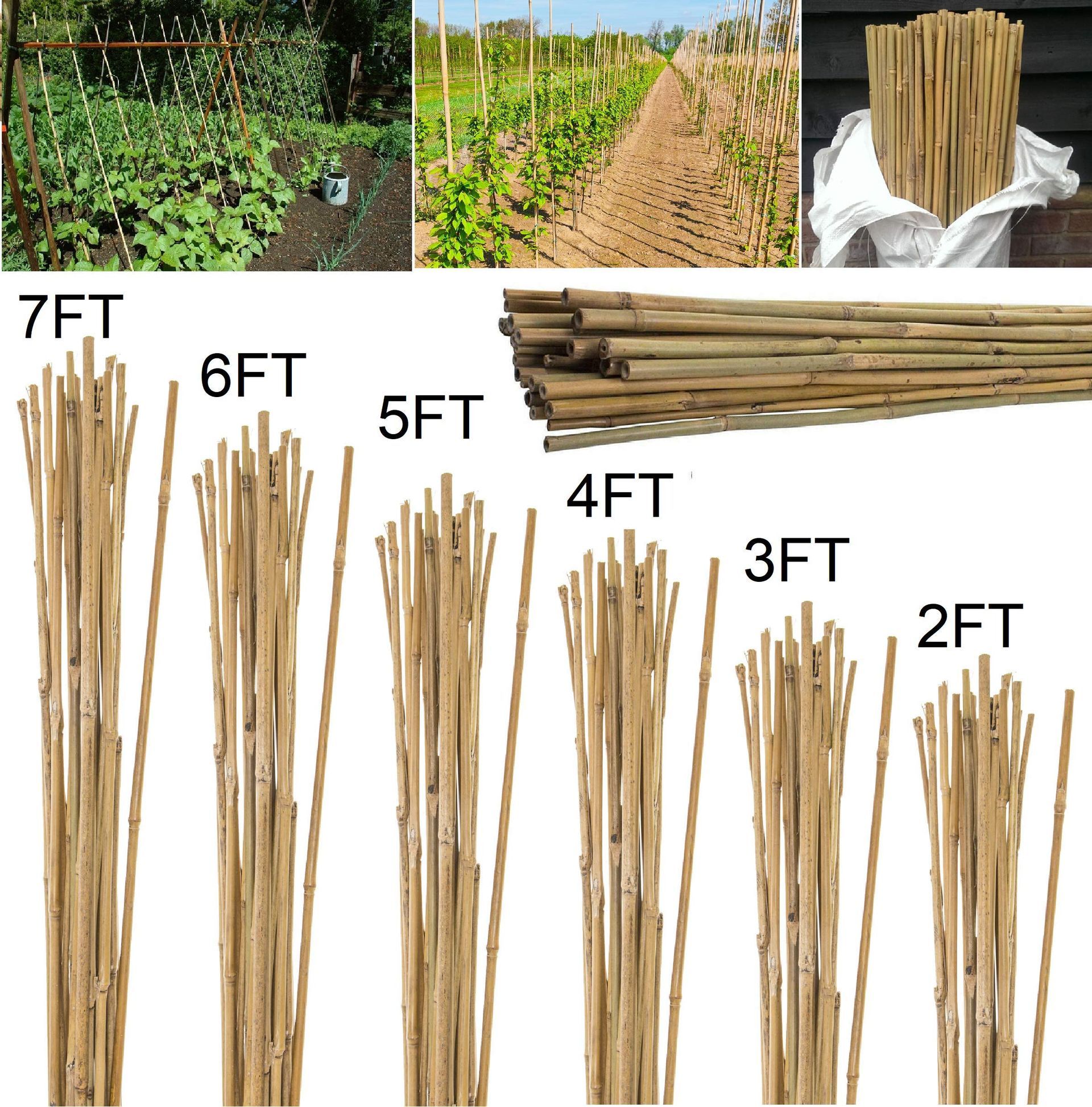 Bamboo Sticks: Versatile Supports for Agriculture