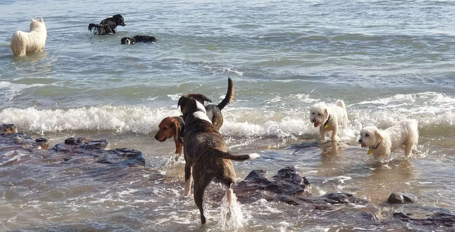 The Perks of Pack Dog Walking | Paw Support