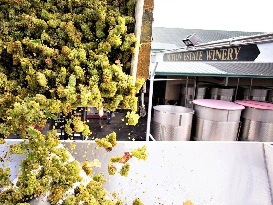 Dutton Estate Winery | Authentic Sonoma County Wines and Cider