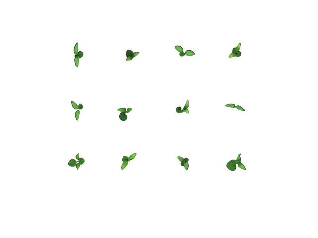 Falling Green Leaves Gif