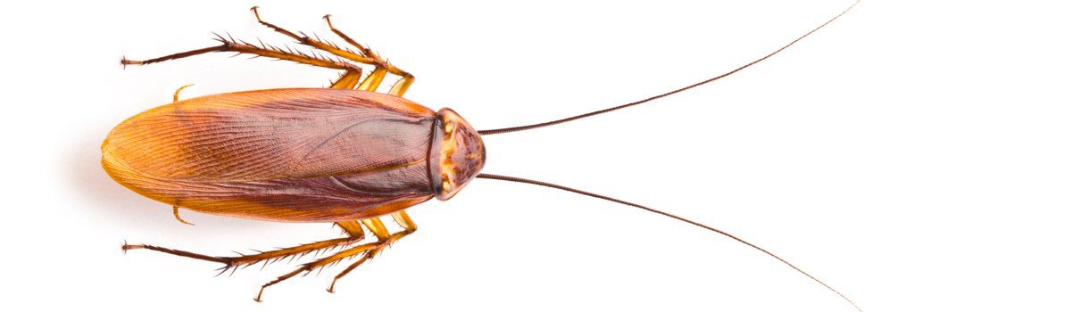 Pest Control for Newcastle | Impact Pest Control