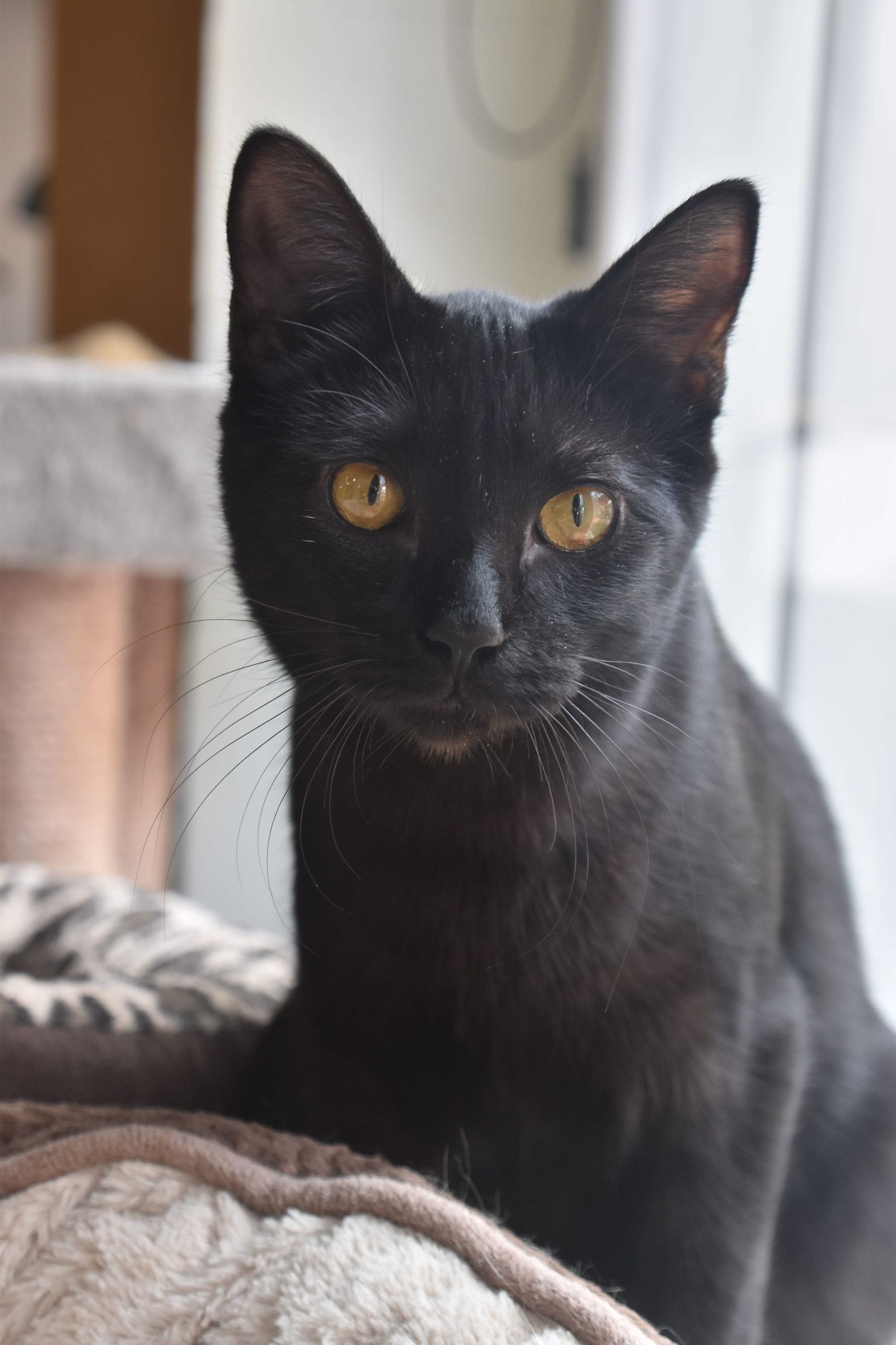 Dizzy Dazzles Visitors to The Cat Cafe Cat Room