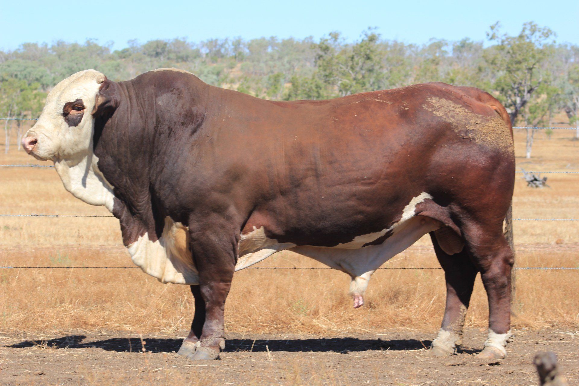 Herd Sires | MCN Brafords