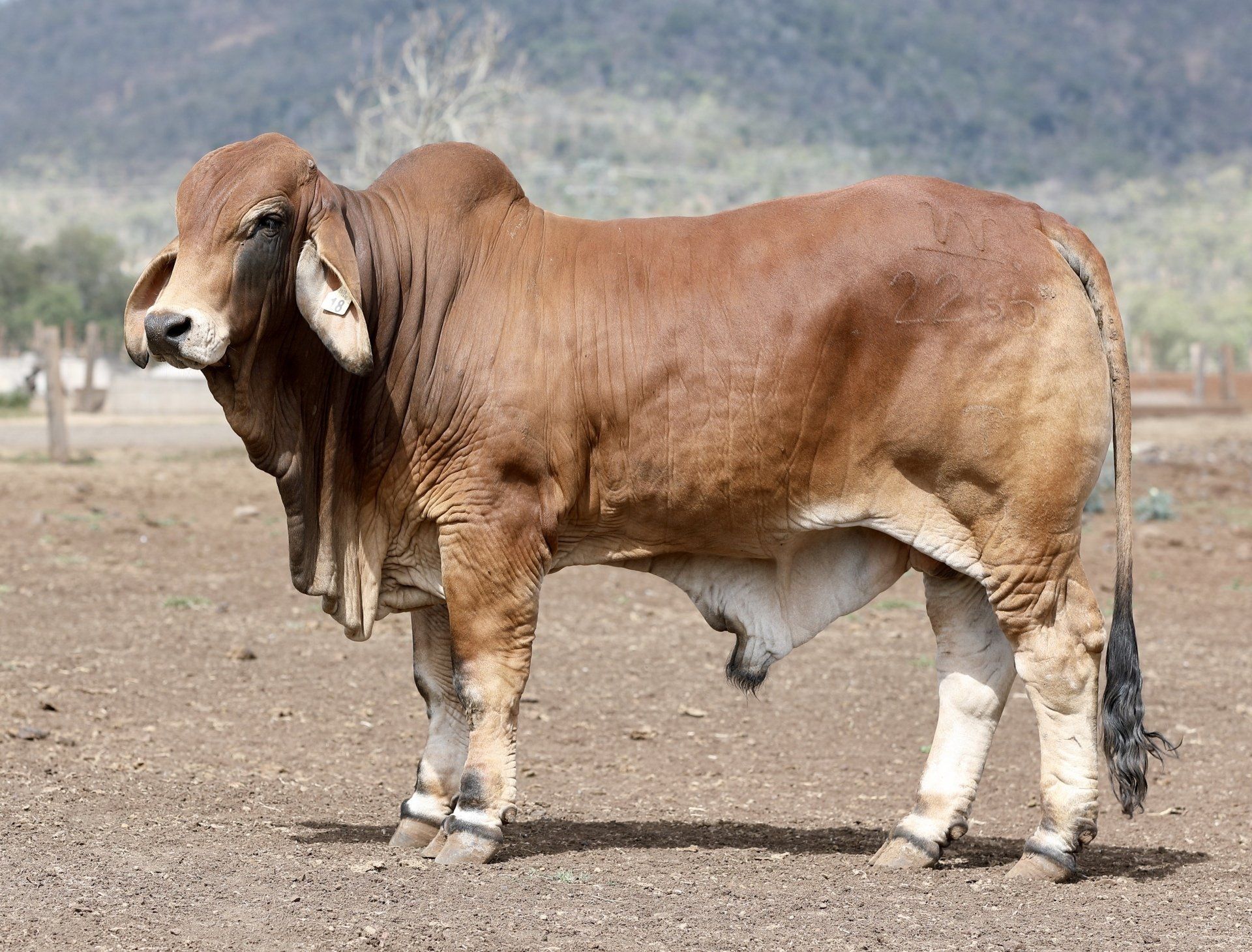 Red Brahman Bulls For Sale Queensland | Samari Red Brahmans