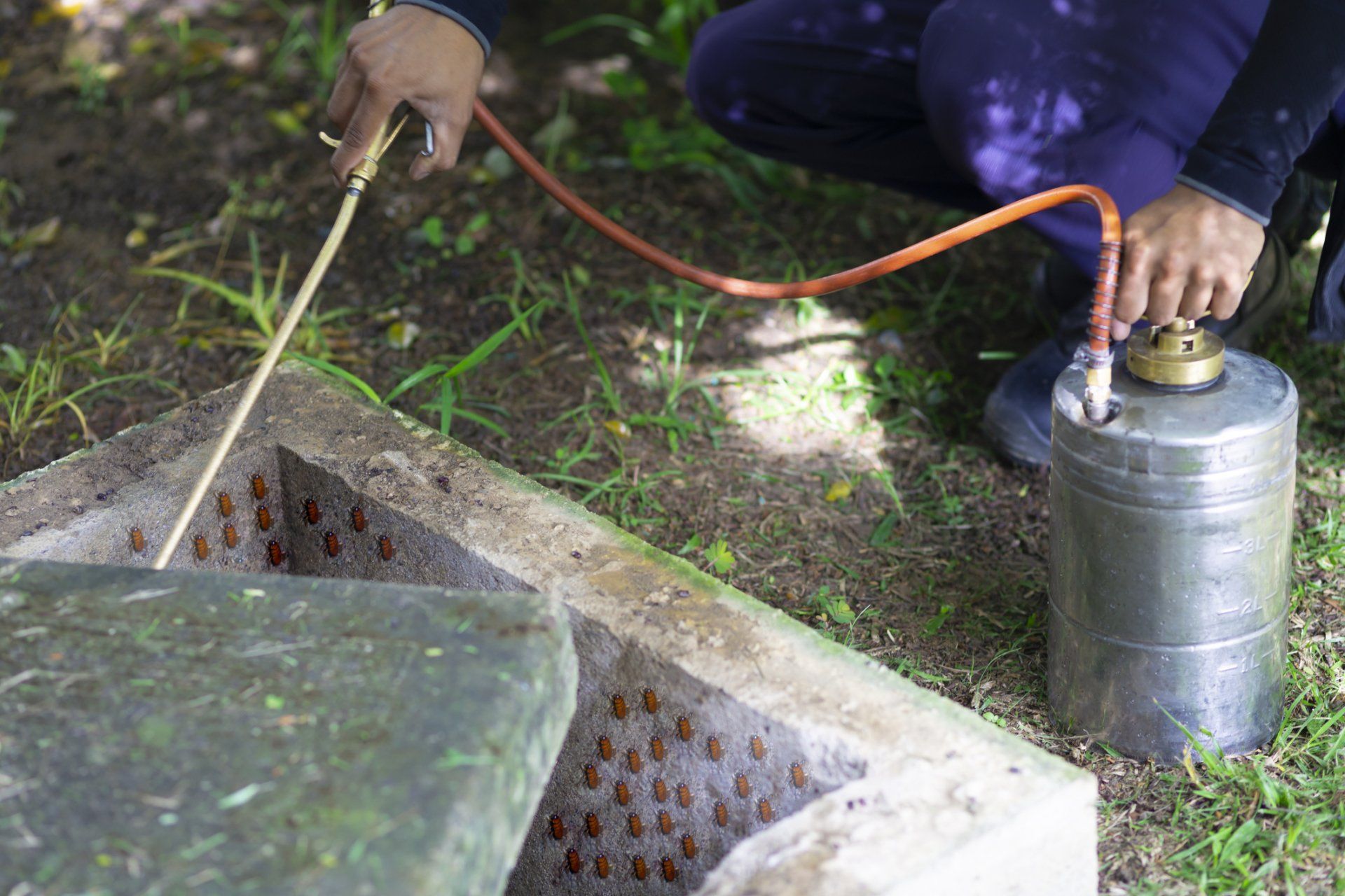 Pest Control Bayonne Nj