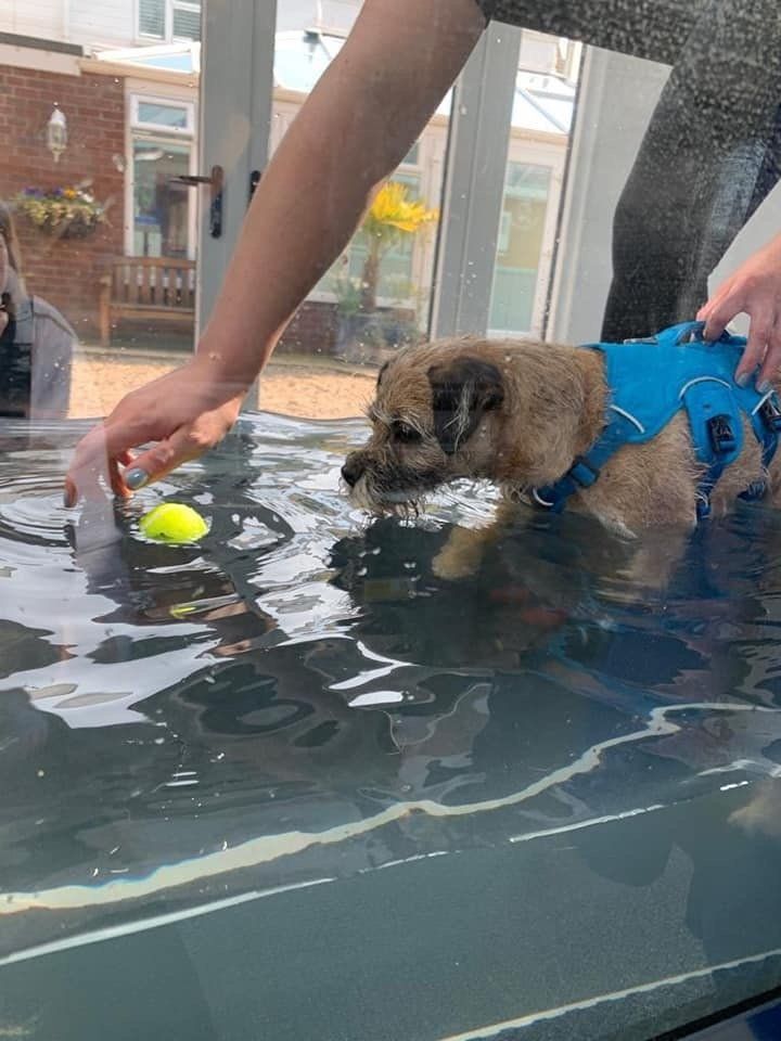 Cheshire Canine Hydrotherapy Centre @ Groom & Room Ltd