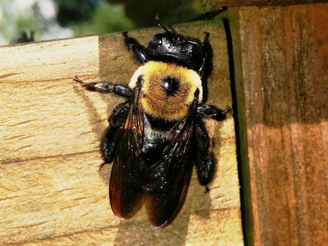 Carpenter Bee Sting