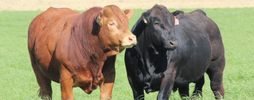 Australian Limousin Breeders’ Society Ltd – Carcase, Yield, Efficiency