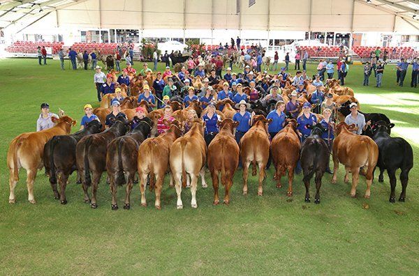 Australian Limousin Breeders’ Society Ltd – Carcase, Yield, Efficiency