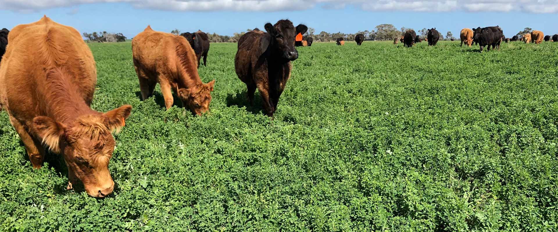 Australian Limousin Breeders’ Society Ltd – Carcase, Yield, Efficiency