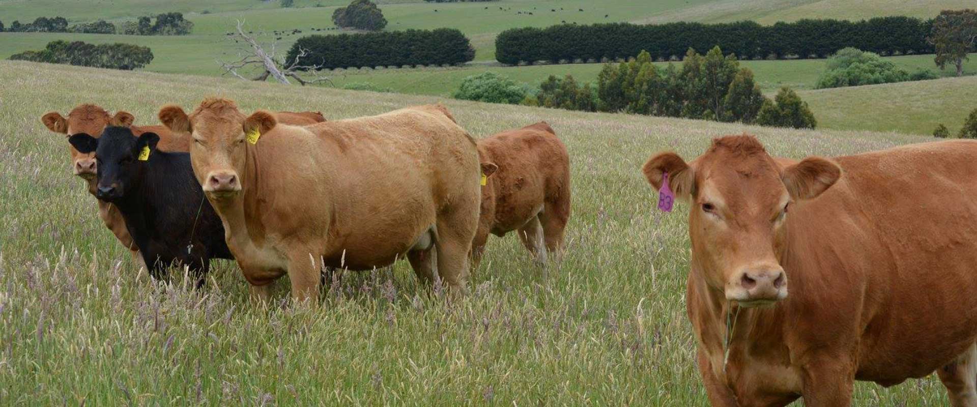 Australian Limousin Breeders’ Society Ltd – Carcase, Yield, Efficiency
