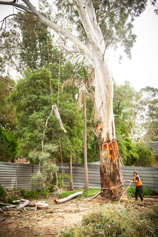 CTL Services Photo Gallery of Tree Removal & Tree Cutting Services