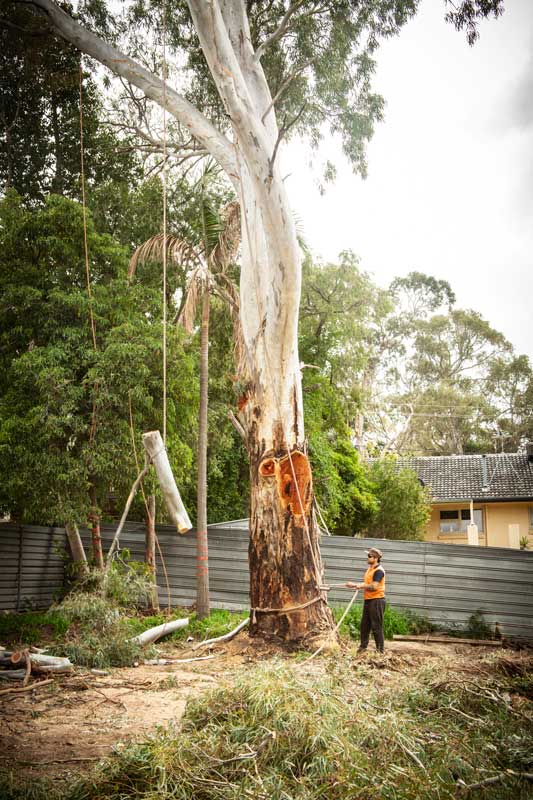 CTL Services Photo Gallery of Tree Removal & Tree Cutting Services