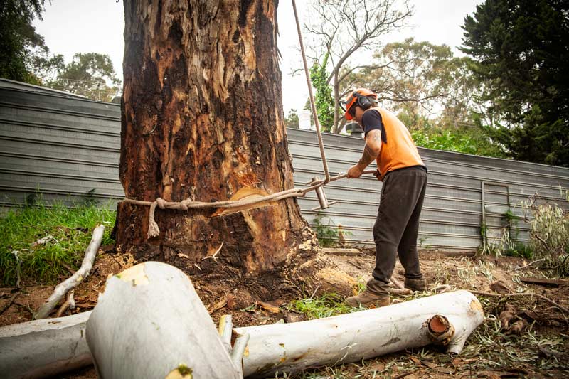 CTL Services Photo Gallery of Tree Removal & Tree Cutting Services