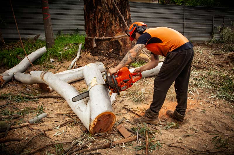 CTL Services Photo Gallery of Tree Removal & Tree Cutting Services